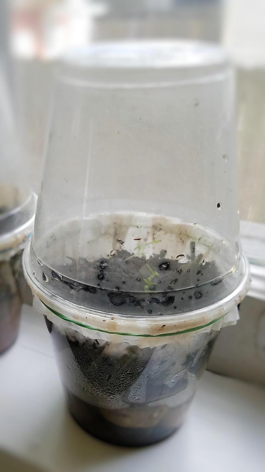Build Your Own Terrarium and Monitor Water Quality - News | Cave Science